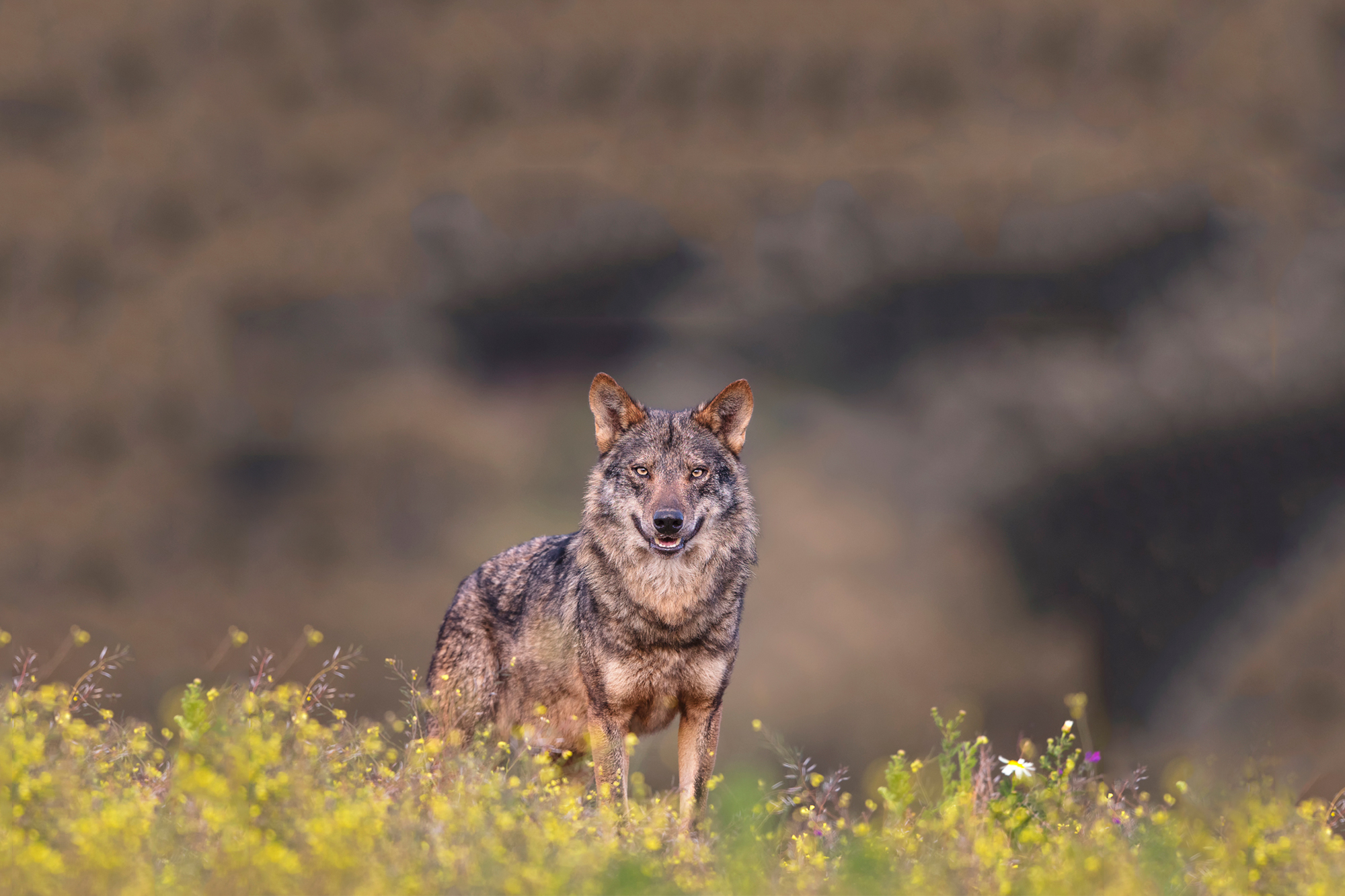 Vinos Verdejo | Vino Tempranillo | Vino Prieto Picudo | Vino Sangre de ...